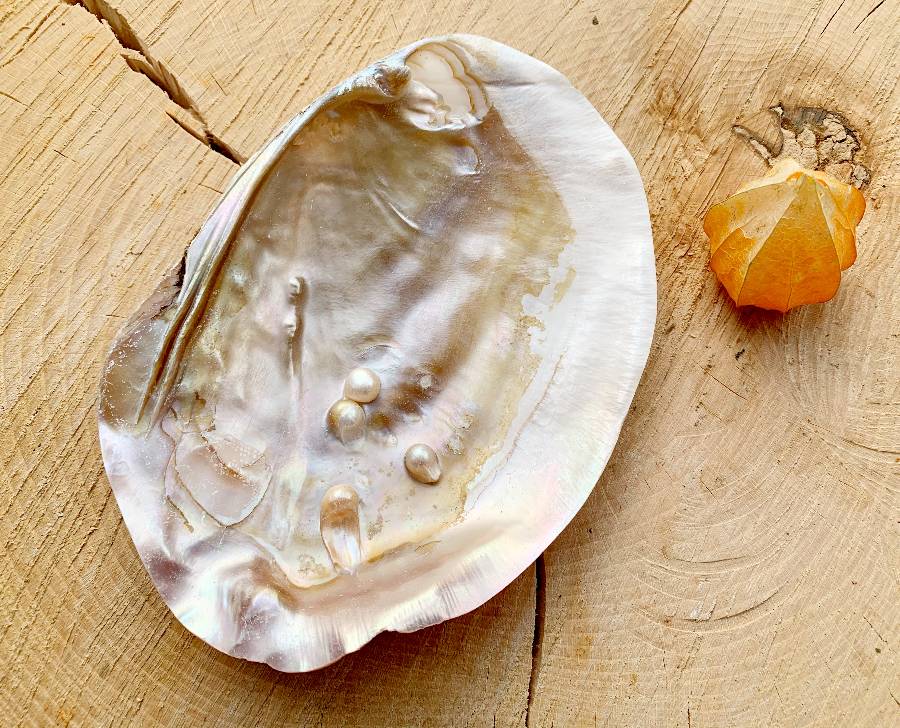 Biserna školjka - Višje Dobro